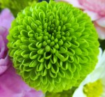 Wedding Flowers Akron NY | Buffalo Wedding & Event Flowers by Lipinoga ...